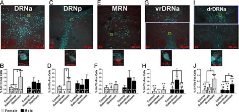 Figure 1 From Serotonin And Argininevasopressin Mediate Sex Figure 1 From Serotonin And Argininevasopressin Mediate Sex