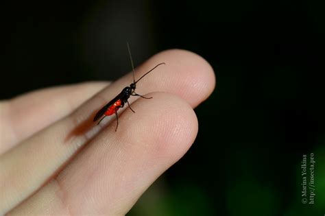 Photo 46464 Bracon Uromelas