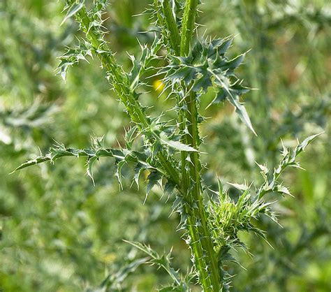 Thistle Plants A Naturalist S Journal