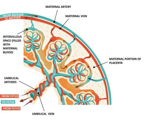 The Power Of The Placenta Pregnancy And Newborn Magazine
