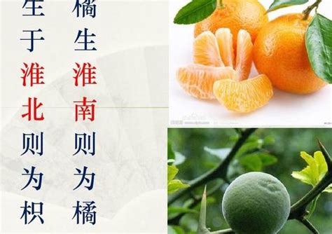 橘生淮南则为橘（橘生淮南则为橘橘生淮北则为枳） 十日日知识