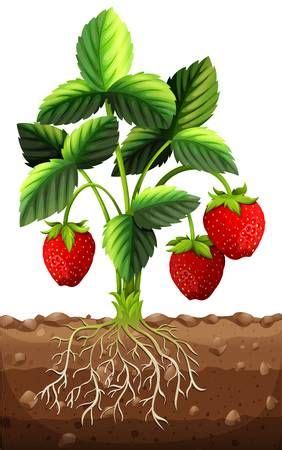Planta De Fresa En La Ilustraci N De Tierra Planta De Fresa Fresas
