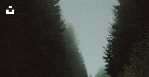 안개 속에서 키 큰 나무로 둘러싸인 텅 빈 길 사진 Unsplash의 무료 미국 이미지