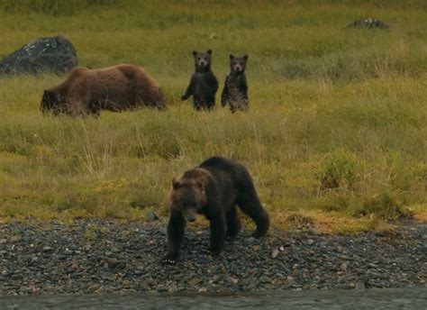 The Ultimate Juneau Bear Viewing Waterfall And Pack Creeks