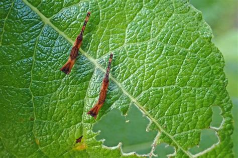 Puss Moth Larvae Earthstar