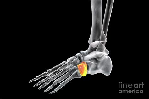 Cuboid Bone Photograph By Kateryna Konscience Photo Library Fine Art Cuboid Bone Photograph By Kateryna Konscience Photo Library Fine Art