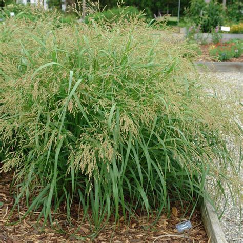 Ruby Ribbons™ Switch Grass Plant Addicts