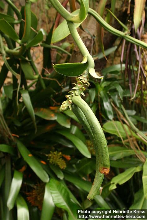 Photo Vanilla Imperialis 0 Henriettes Herbal Homepage