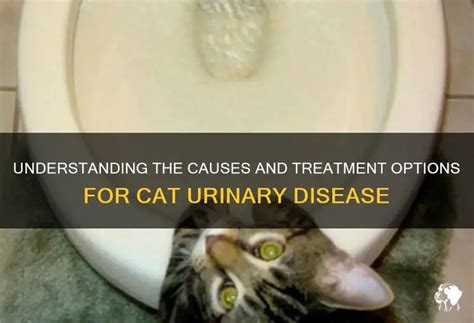 Understanding The Causes And Treatment Options For Cat Urinary Disease