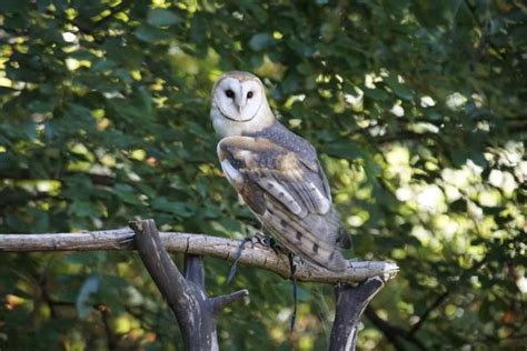 An Observant Owl 3d Modeling In Blender Rsuperbowl