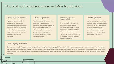 Topoisomerasenew1pptx