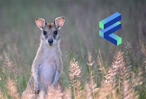 GitHub Filecoin Project Testnet Wallaby Meta Info About The Wallaby Testnet For FVM Developers