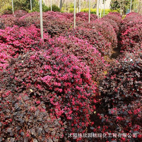 红花继木球花坛地被绿化苗木街道色块绿篱点缀灌木球红花檵木批发 阿里巴巴