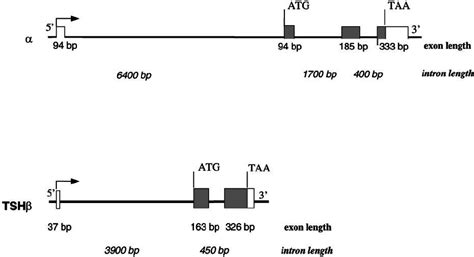 Structure Of The Common ␣ And Thyroid Stimulating Hormone Tsh ␤ Download Scientific Diagram