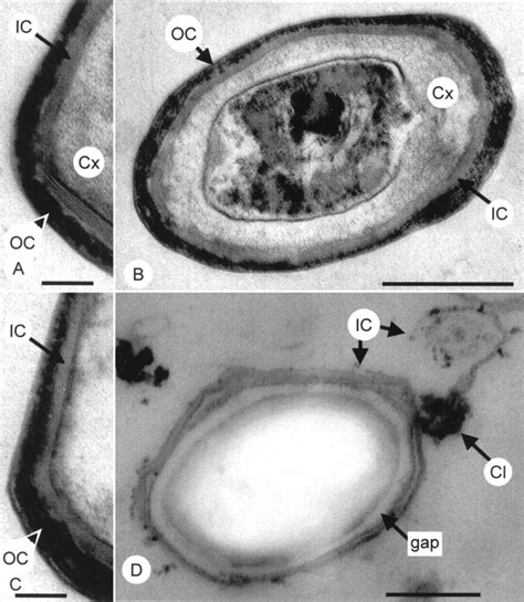 Bacillus Subtilis Spore