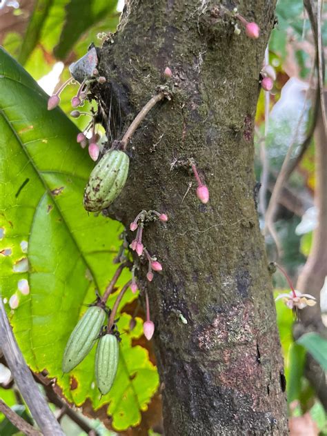 Are There Only Three Varieties Of Cacao Which One Is Best — Science