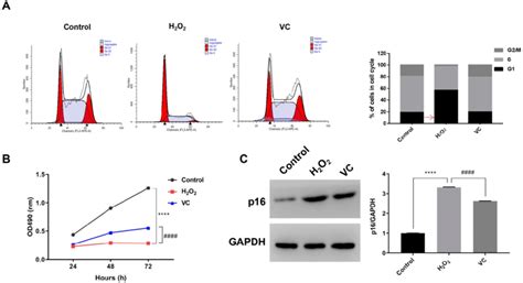 Effects Of Vc On H2o2 Induced Senescence In Endothelial Cells A Flow