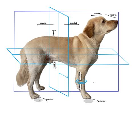 24 Directional And Movement Terms Introduction To Veterinary Terminology