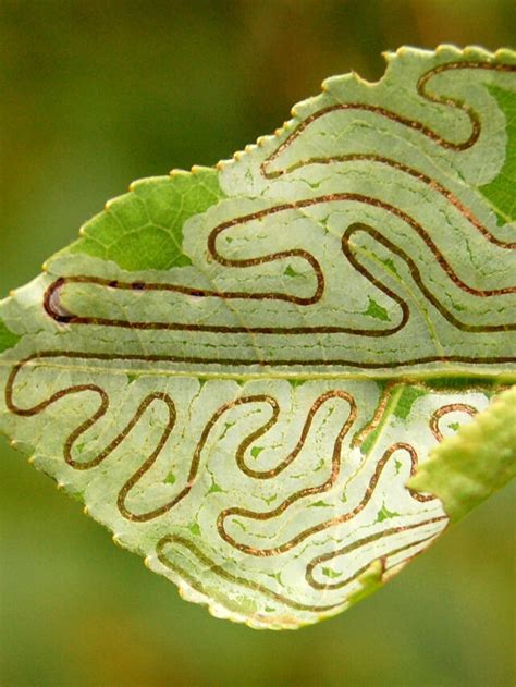 Major Symptoms Of Leaf Miner Flies Envirevo Agritech