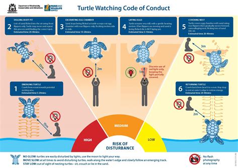 News Story Be Aware Of Turtle Nesting And Hatching Season Shire Of