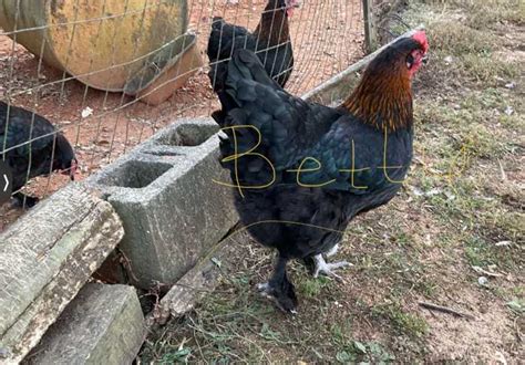 Pure Copper Maran Chocolate Egger Chicks 5 In Sparta Tn Lsn