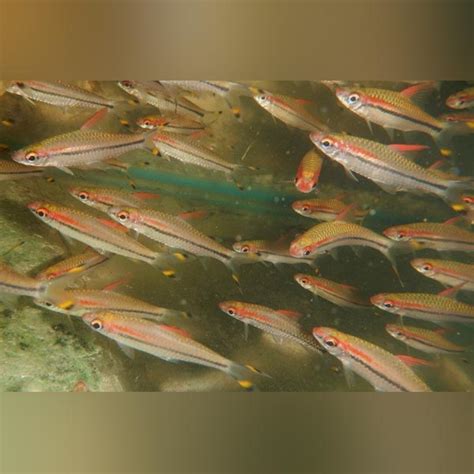 Denisoni Barb For Sale