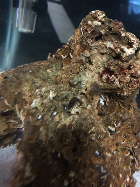 Peanut Worm Reef2reef