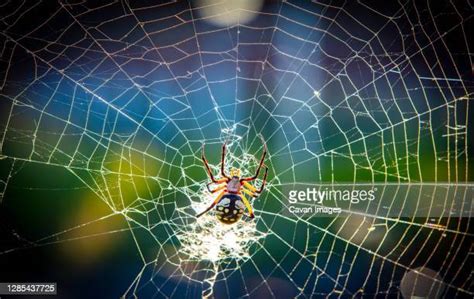 Corn Spider Photos And Premium High Res Pictures Getty Images