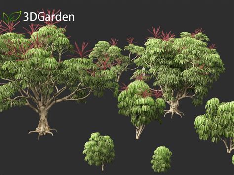 Schefflera Actinophylla Umbrella Tree 3d Model 3dgardenplants