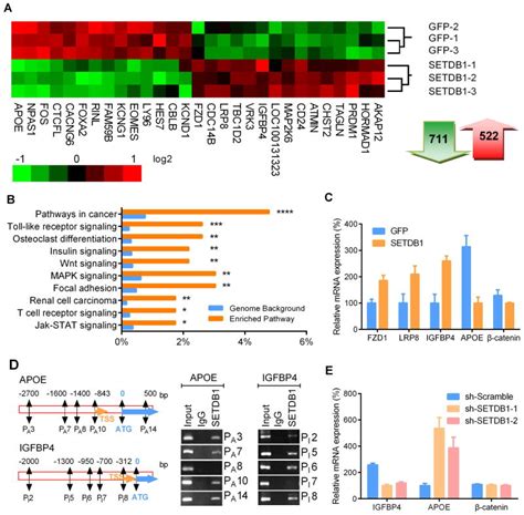 Setdb1 Accelerates Tumorigenesis By Regulating Wnt Signaling Pathway Pmc
