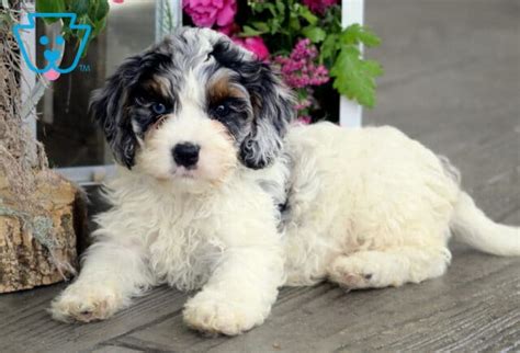 Harvey Cockapoo Puppy For Sale Keystone Puppies
