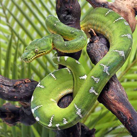Emerald Tree Boa Reptile Harbour