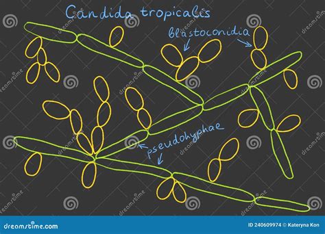 Candida Tropicalis Yeasts Royalty Free Illustration