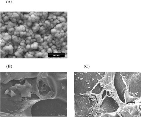 Scanning Electron Microscopy Sem Of Dox Loaded Nanoliposomes A Download Scientific Diagram