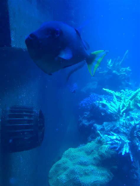 Please Help Lumps On Facejaw Of Female Crosshatch Triggerfish
