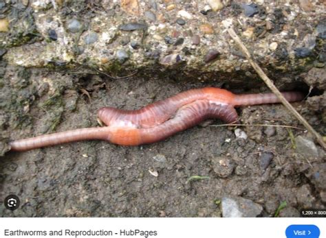 Worm Sex Forward And Backward 1 This Is The End