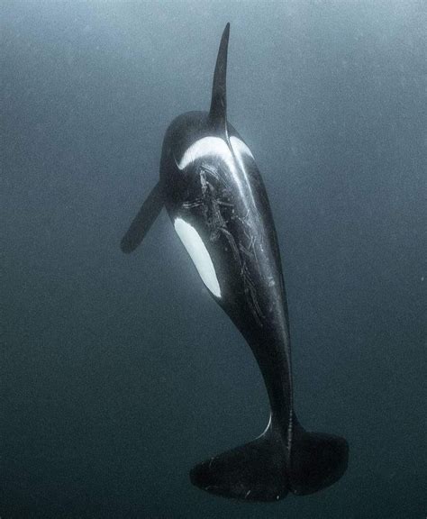 Killer Whale Swimming In The Ocean Dark Orca Orca Portrait Orca