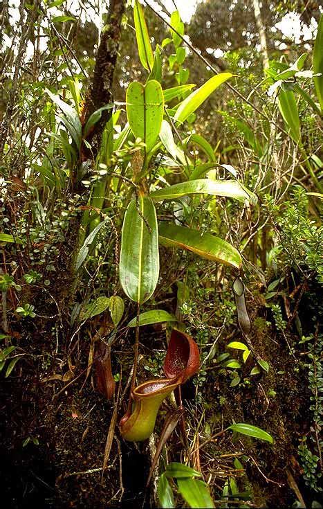 Nepenthes Rajah Tropical Pitcher Plant In Habitat