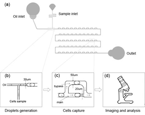 Microfluidic Cell Capture Techniques Microdroplet Based Cell Trapping