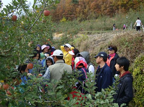 영천사과도 꿀맛 수확체험도 꿀맛 뉴스에이