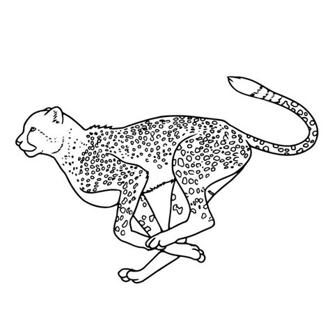 Cheetah Outline Illustration Book Vectors And Illustrations For Free