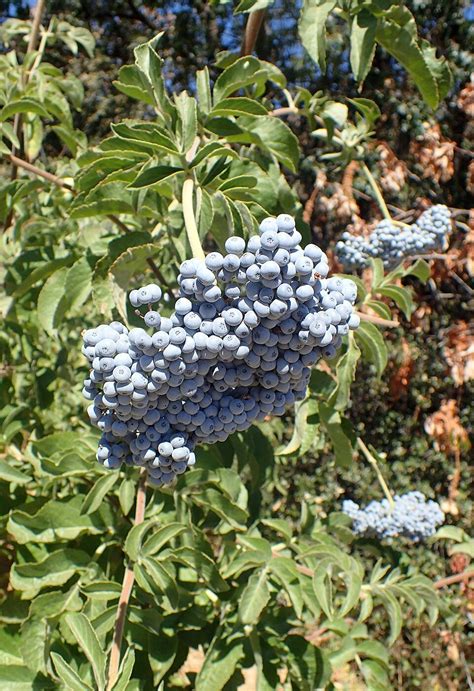 Blue Elderberry Native Tree Growing Guide