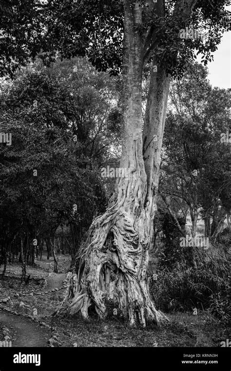 Tree Trunk Hollow Stock Photos Tree Trunk Hollow Stock Images Alamy