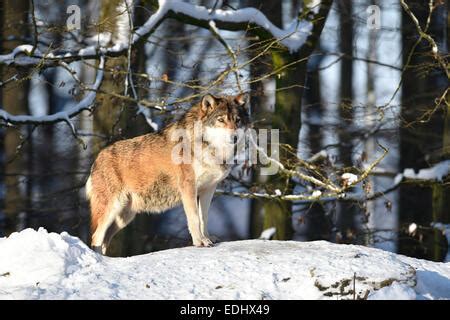Male Leader Of The Pack Alpha Wolf Northwestern Wolf Canis Lupus