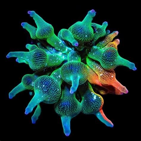 Nexus Bubbletip Anemone Coral Pos