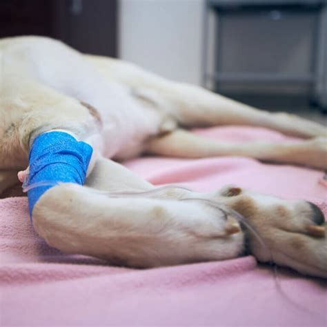 Client Present Euthanasia Situational Support Protocols Step 2