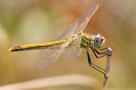 Flying Insects Characteristics Classification And Types