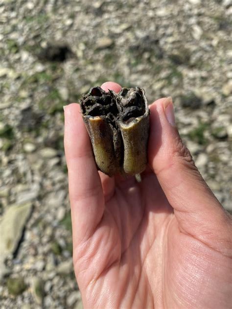 Fossilized Tooth R Fossilid