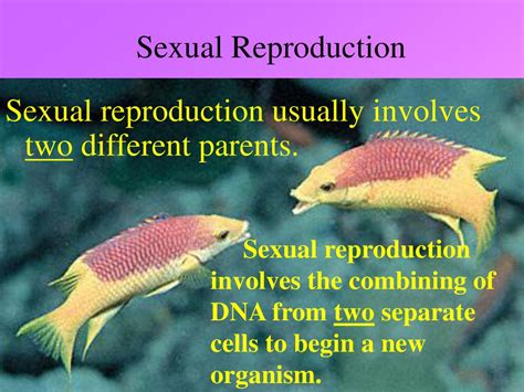 Meiosis And Punnett Square Notes Ppt Download
