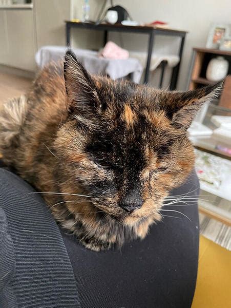 Flossie Worlds Oldest Cat Is About To Turn 27 Years Old Cbs News